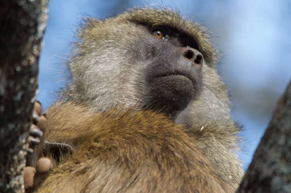 The Monkeys of Tanzania | Kilimanjaro Sunrise A Trekking Company