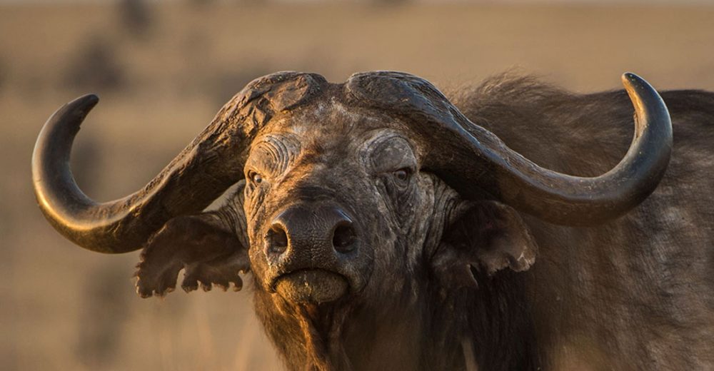 Why Should You Visit Arusha National Park? | Kilimanjaro Sunrise A ...