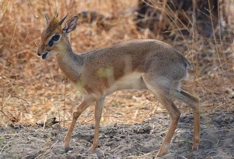 Why Should I Climb Kilimanjaro? | Kilimanjaro Sunrise A Trekking Company