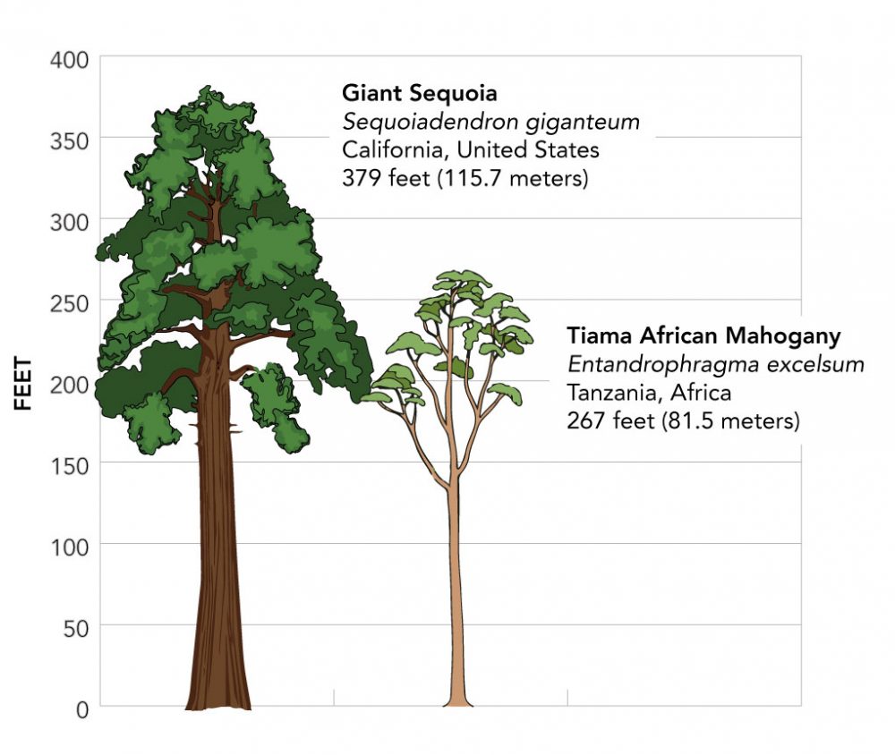 Africa's Tallest Tree is on Mount Kilimanjaro | Kilimanjaro Sunrise A ...