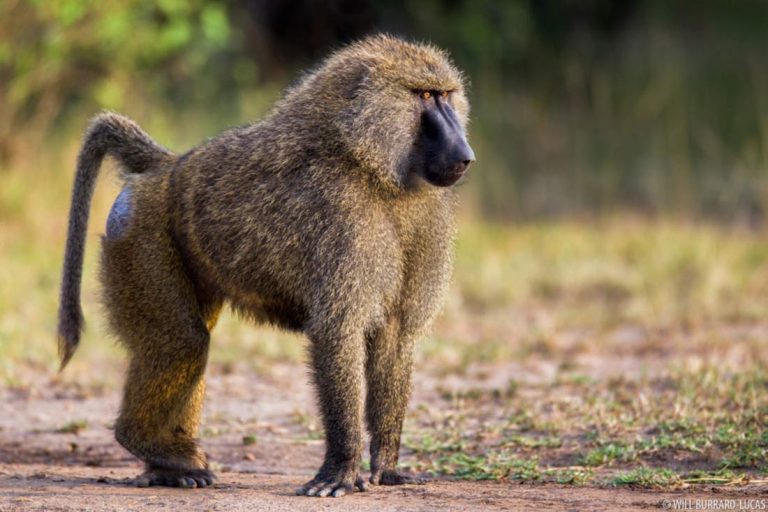 The Monkeys of Tanzania | Kilimanjaro Sunrise A Trekking Company