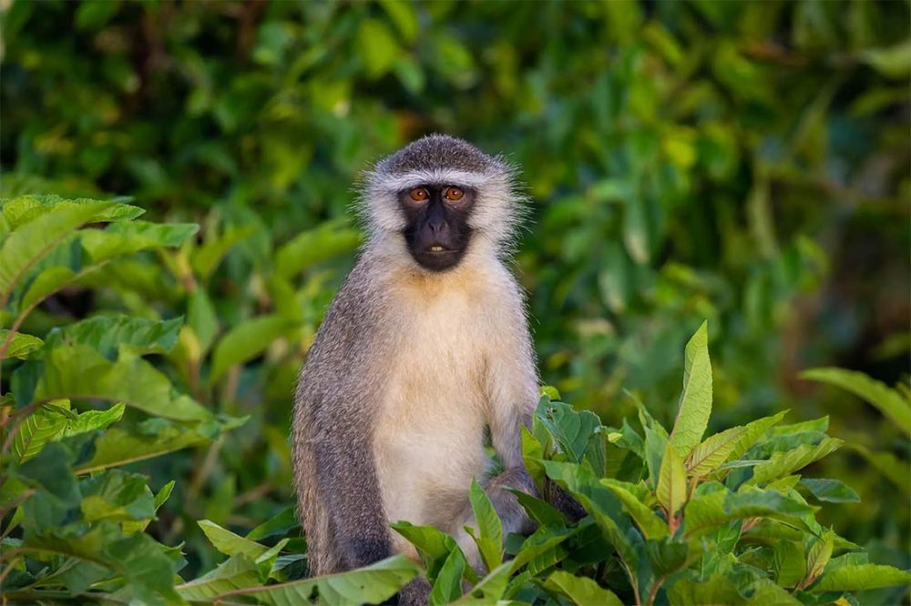 The Monkeys of Tanzania | Kilimanjaro Sunrise A Trekking Company